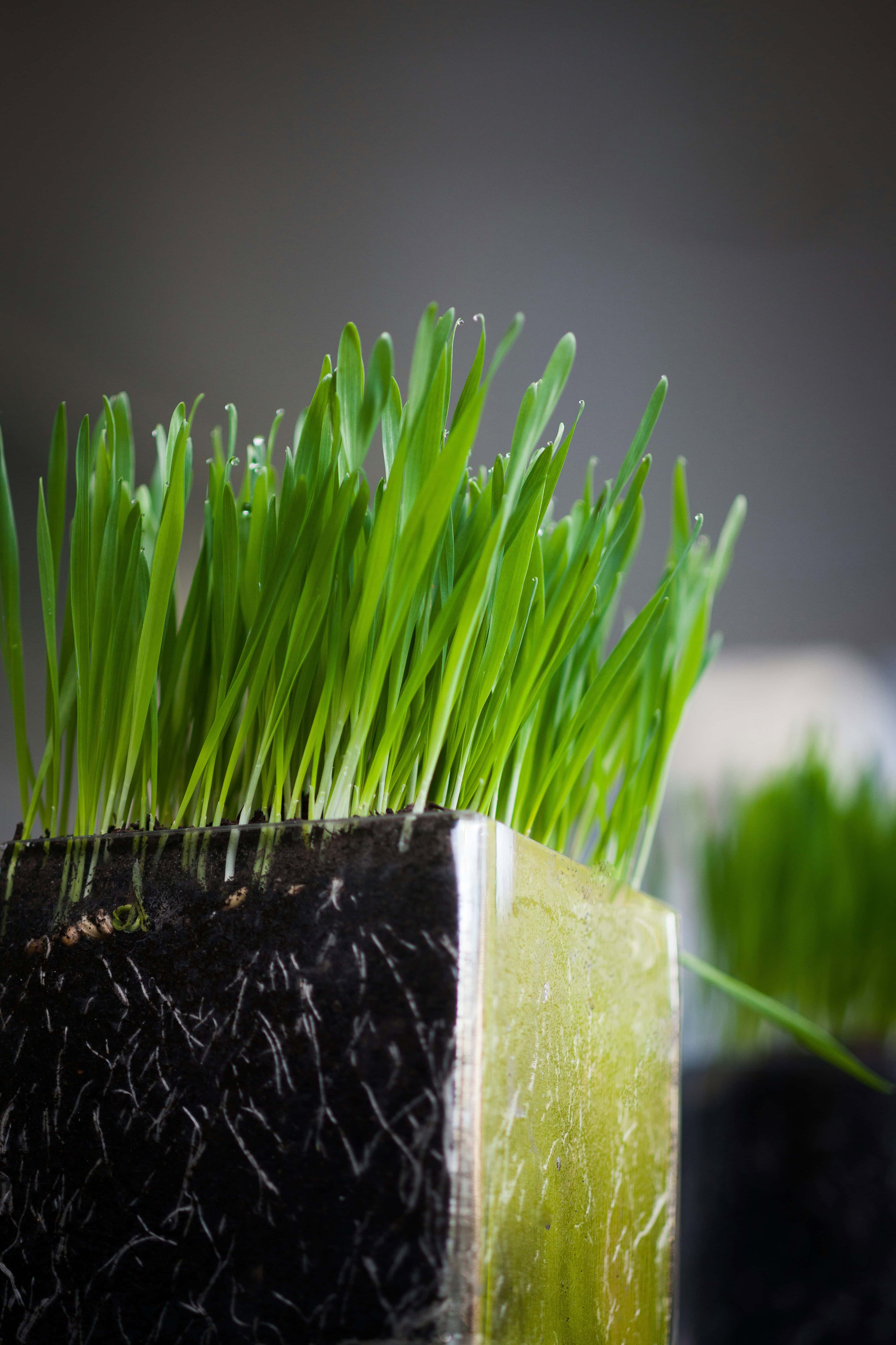 Facts about wheatgrass | Achievable Test Prep